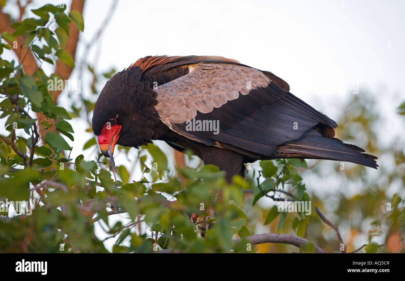 Eagle eating snake hi-res stock photography and images - Alamy