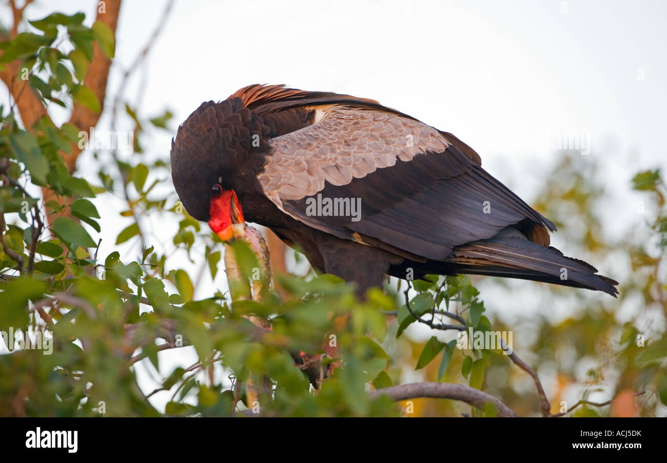 Eagle eating snake hi-res stock photography and images - Alamy