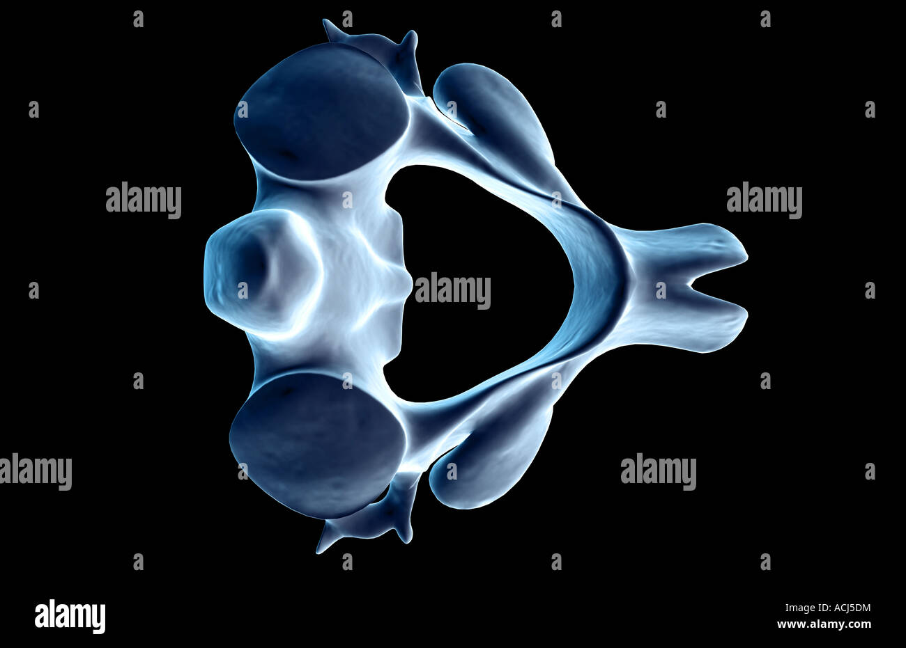 Posterior cervical bone hi-res stock photography and images - Alamy