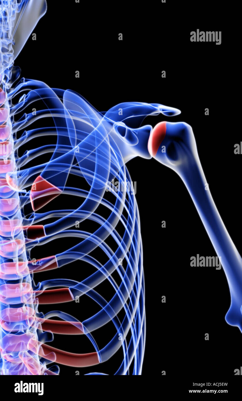 The bones of the shoulder Stock Photo - Alamy