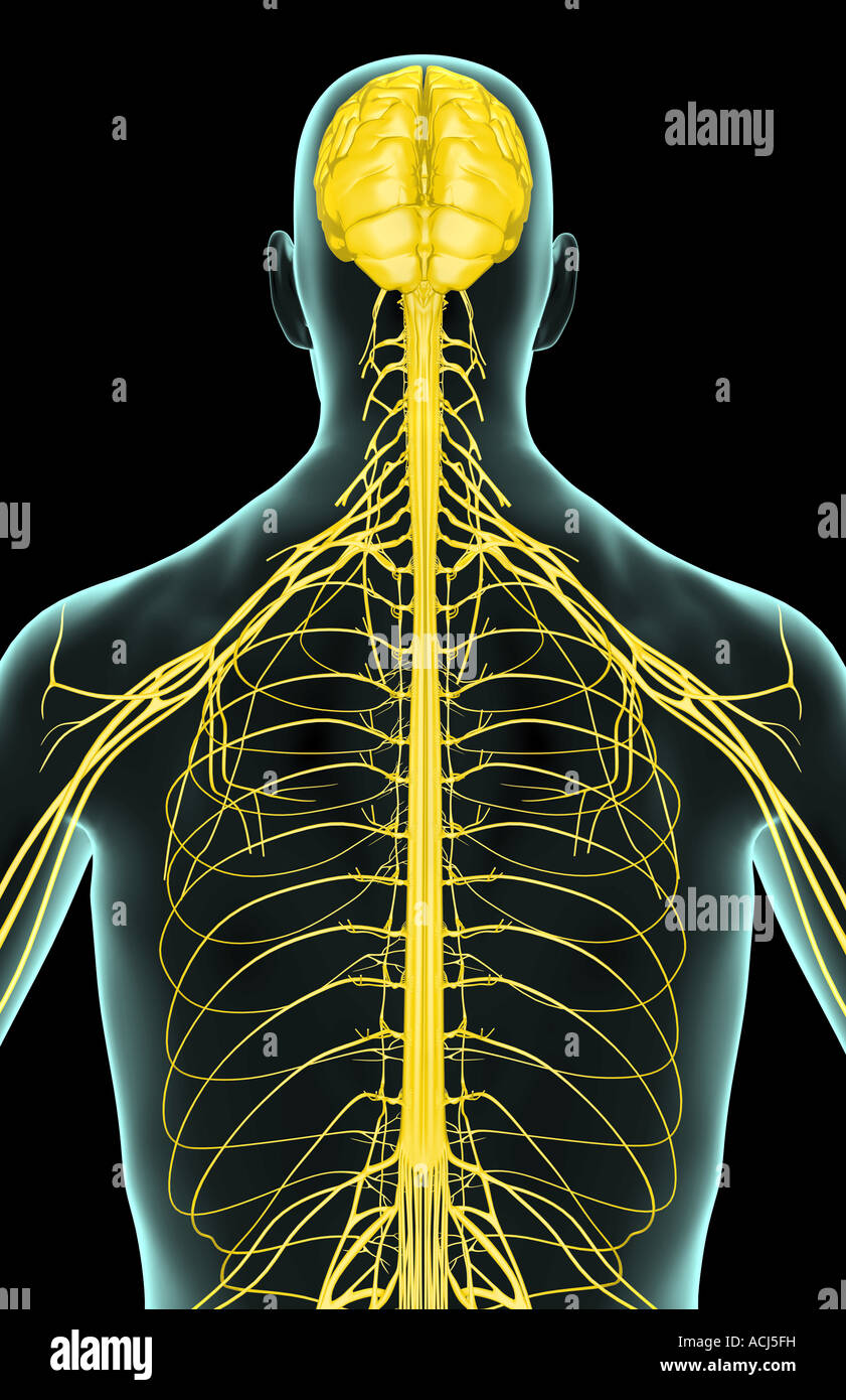 Thoracic Spinal Nerves High Resolution Stock Photography and Images - Alamy