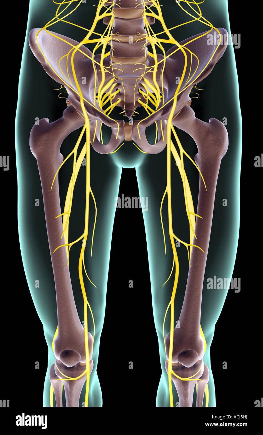 Lower Limb