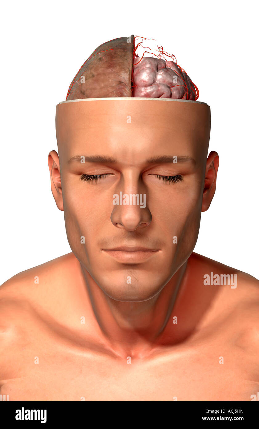 Meninges hi-res stock photography and images - Alamy