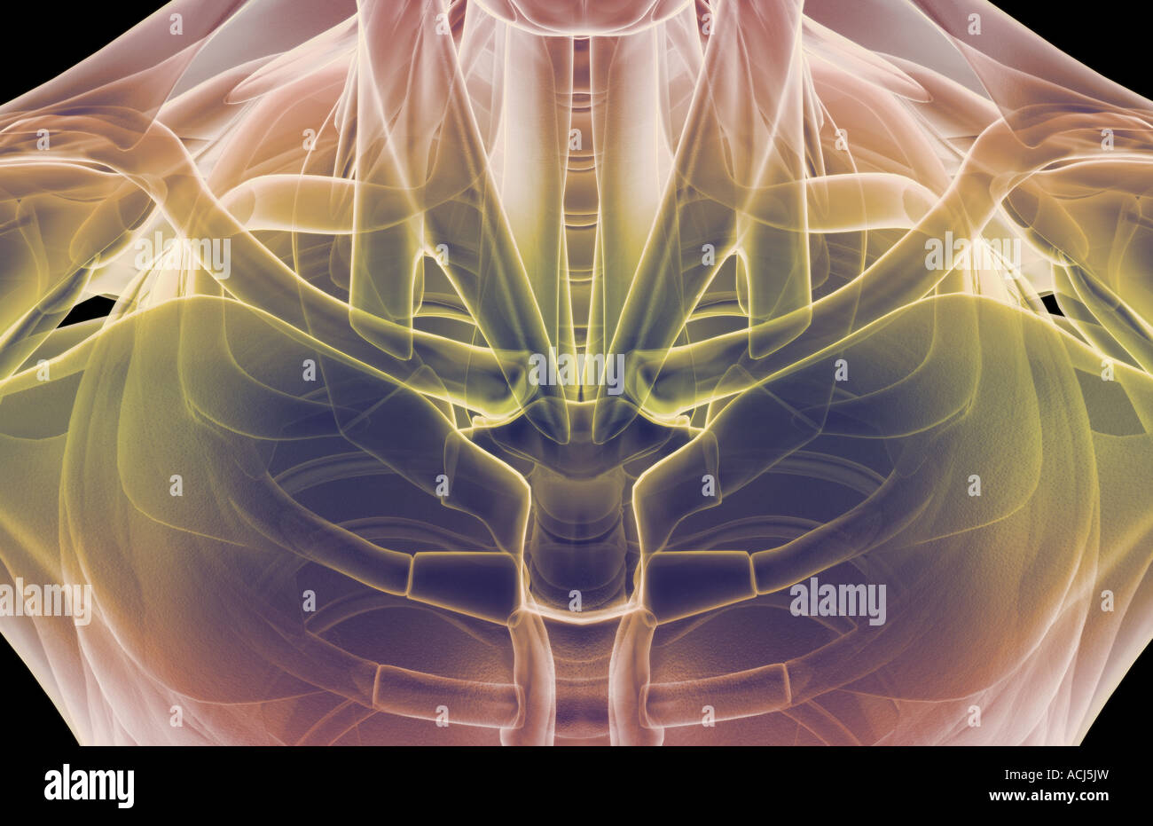 Upper chest muscles anatomy hi-res stock photography and images - Alamy