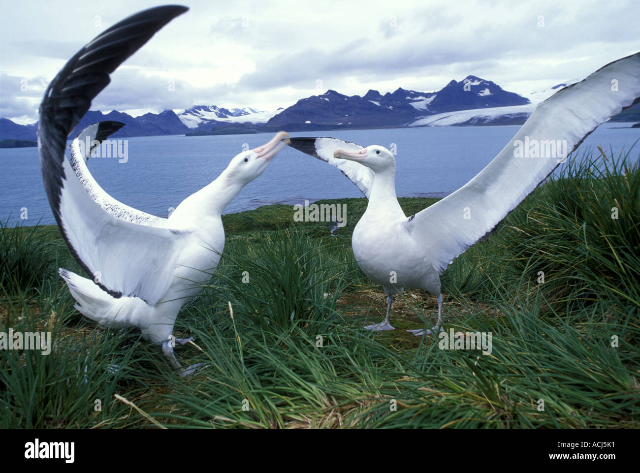 South Georgia Island Wandering Albatross Diomedea exulans in courtship ...