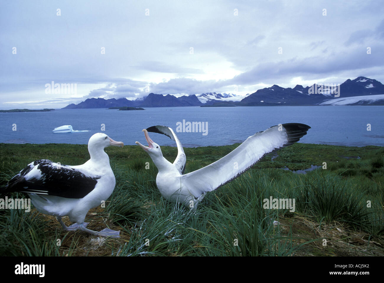 South Georgia Island Wandering Albatross Diomedea exulans in courtship ...