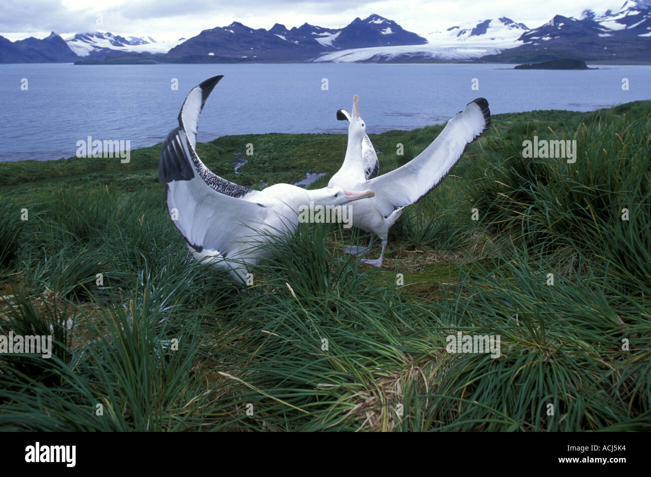 South Georgia Island Wandering Albatross Diomedea exulans in courtship ...