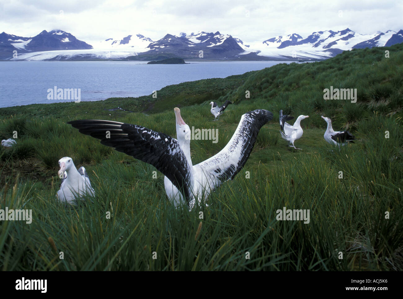 South Georgia Island Wandering Albatross Diomedea exulans spreads wings ...