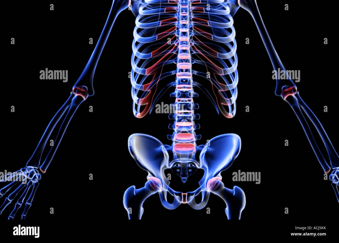 Bones of trunk anatomy hi-res stock photography and images - Alamy