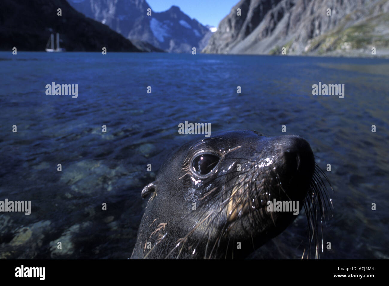 South Georgia Island Antarctic Fur Seal Arctocephalus gazella gather ...