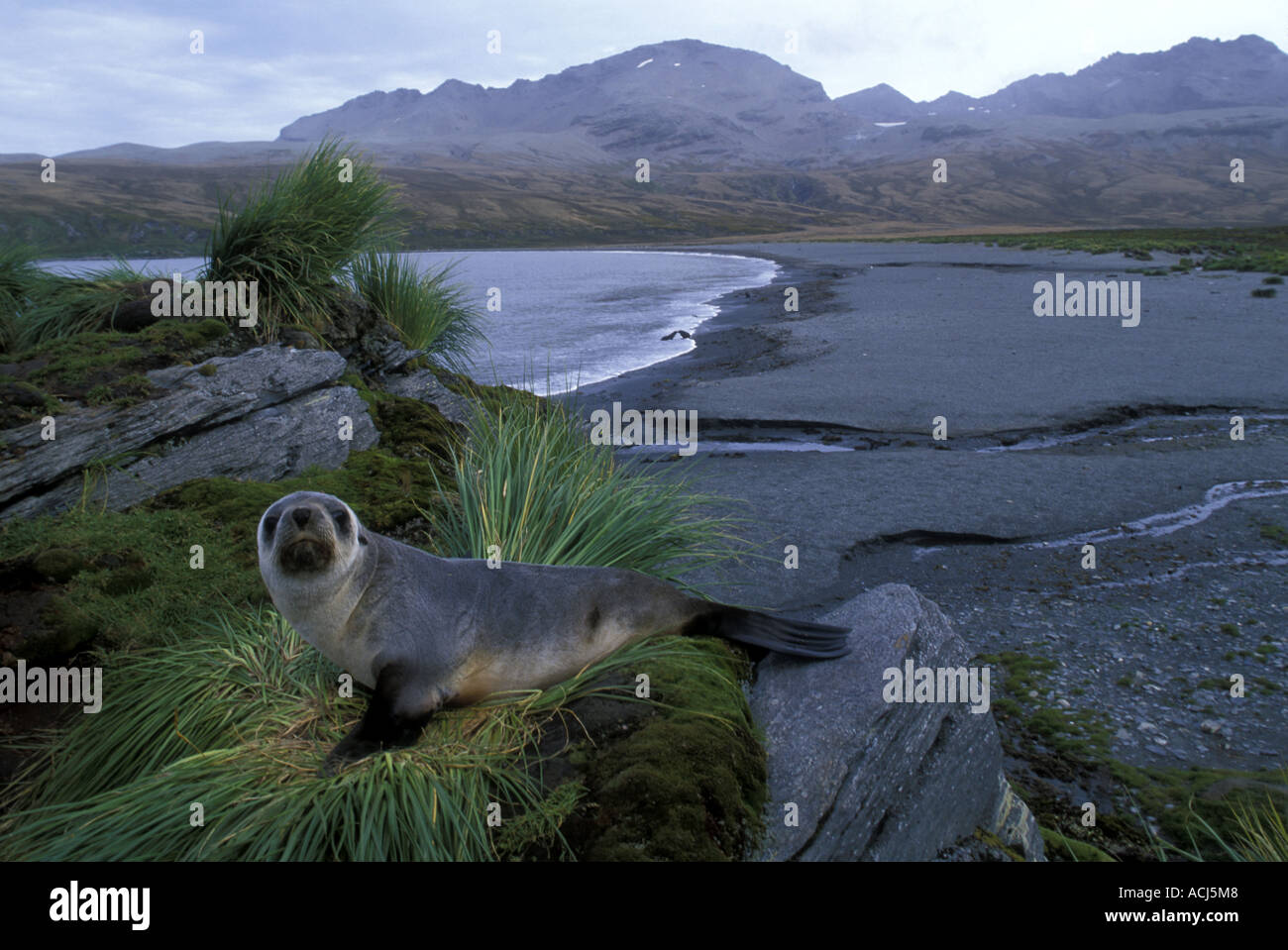 South Georgia Island Antarctic Fur Seal pup Arctocephalus gazella in ...