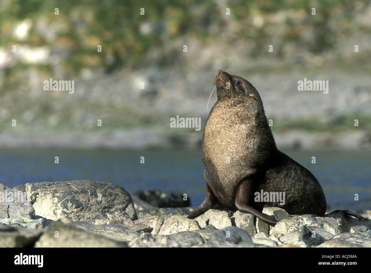 South Georgia Island Larsen Harbour Antarctic Fur Seal Arctocephalus ...