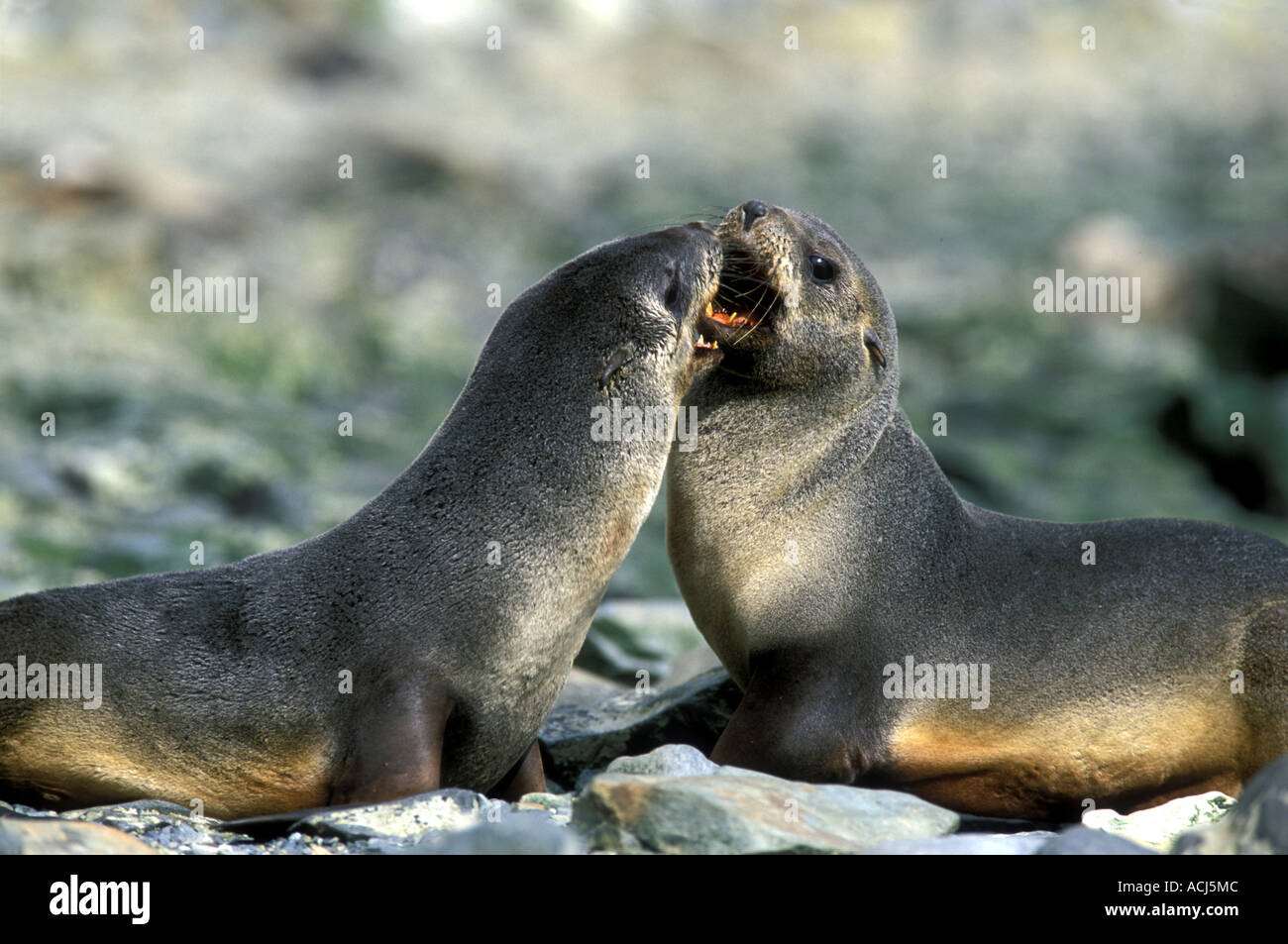 South Georgia Island Antarctic Fur Seals Arctocephalus gazella sparring ...