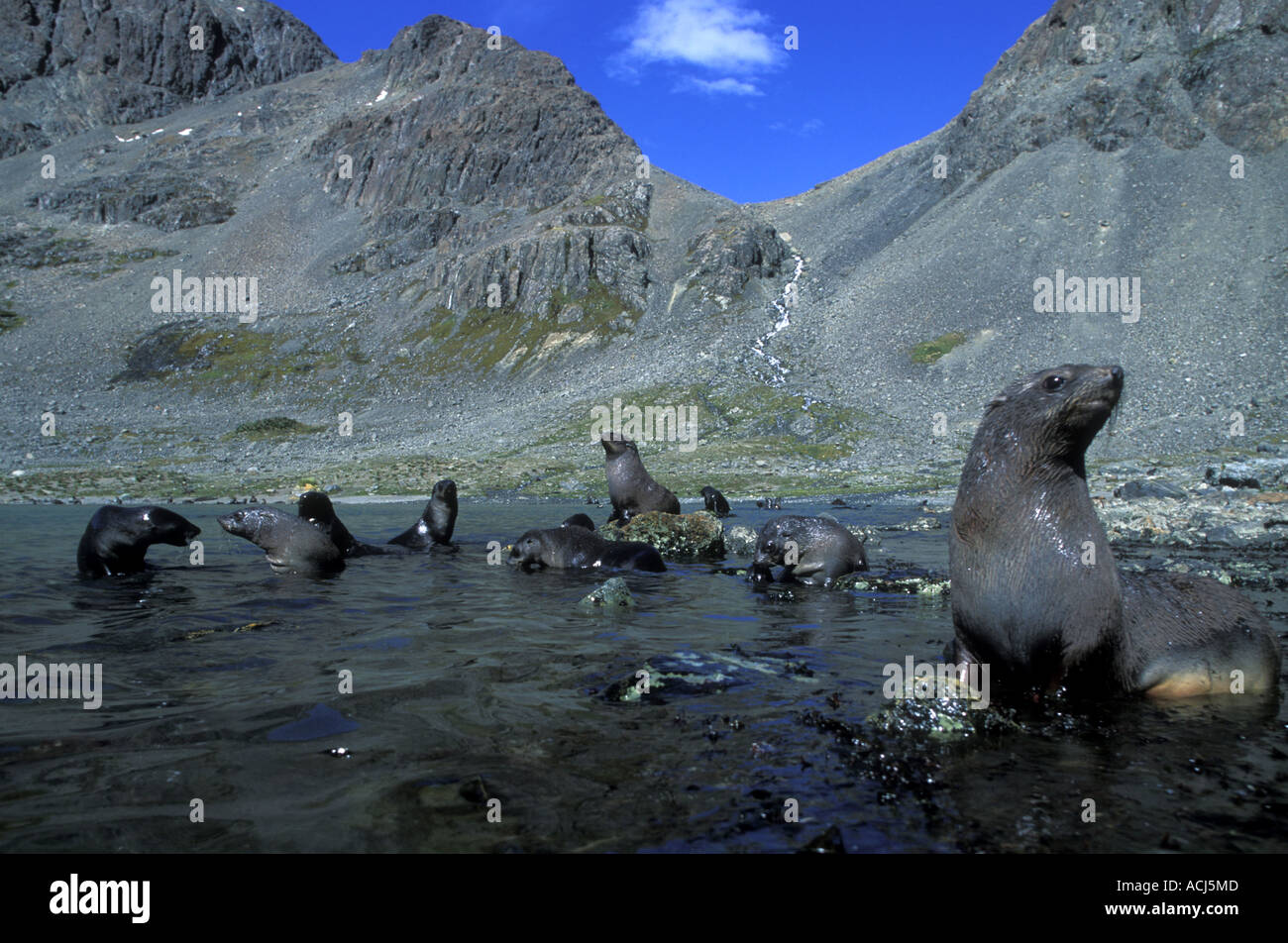 South Georgia Island Antarctic Fur Seals pups Arctocephalus gazella ...