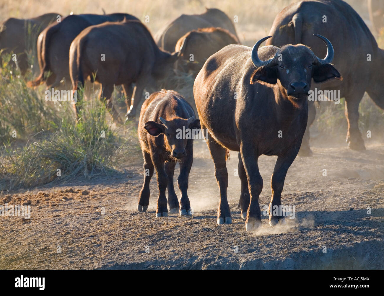 buffalo with young Stock Photo - Alamy