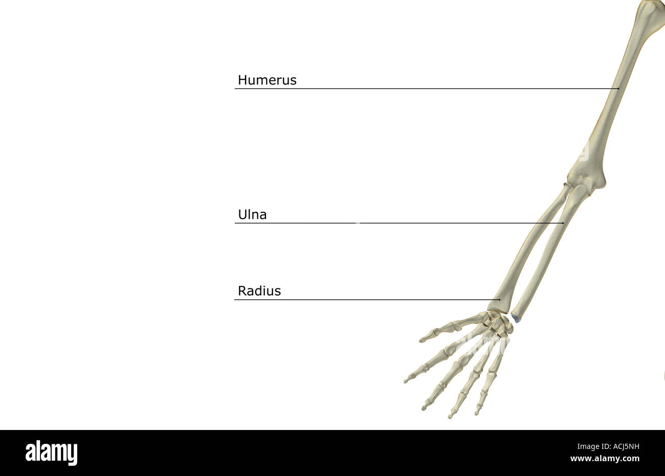 The bones of the upper limb Stock Photo - Alamy