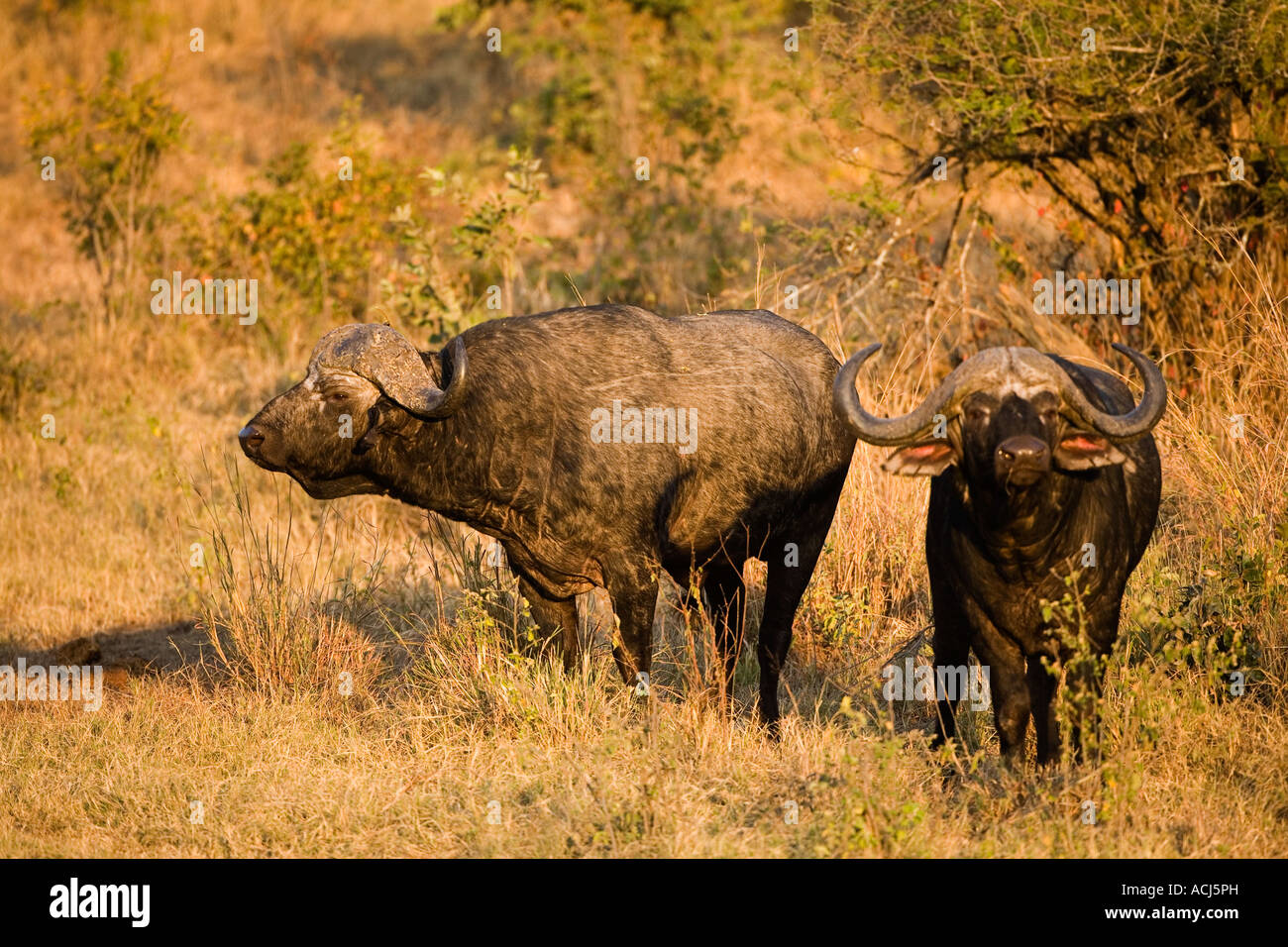 Twostanding hi-res stock photography and images - Alamy