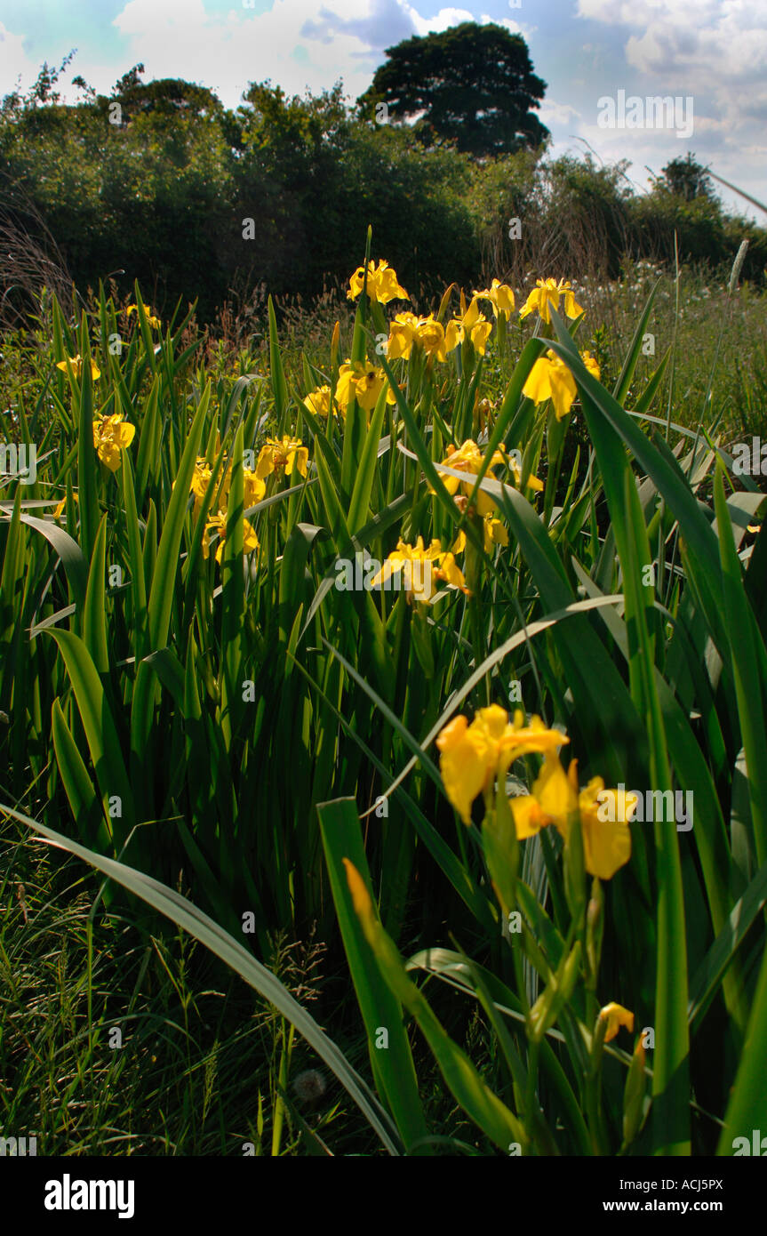 Yellow Irises(Iris pseudacorus). Growing Around A Pond Stock Photo - Alamy
