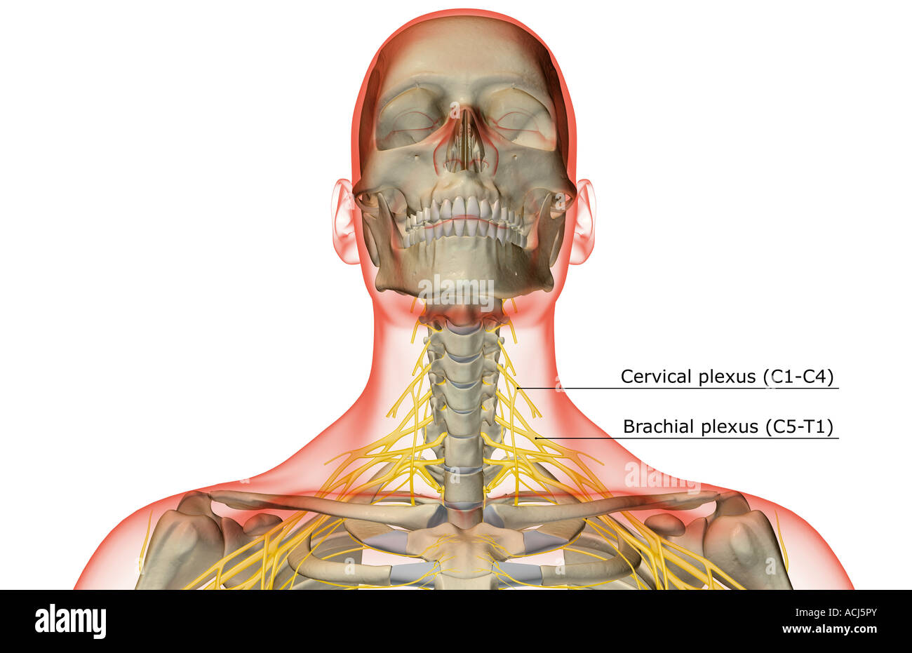 The nerves of the neck Stock Photo - Alamy