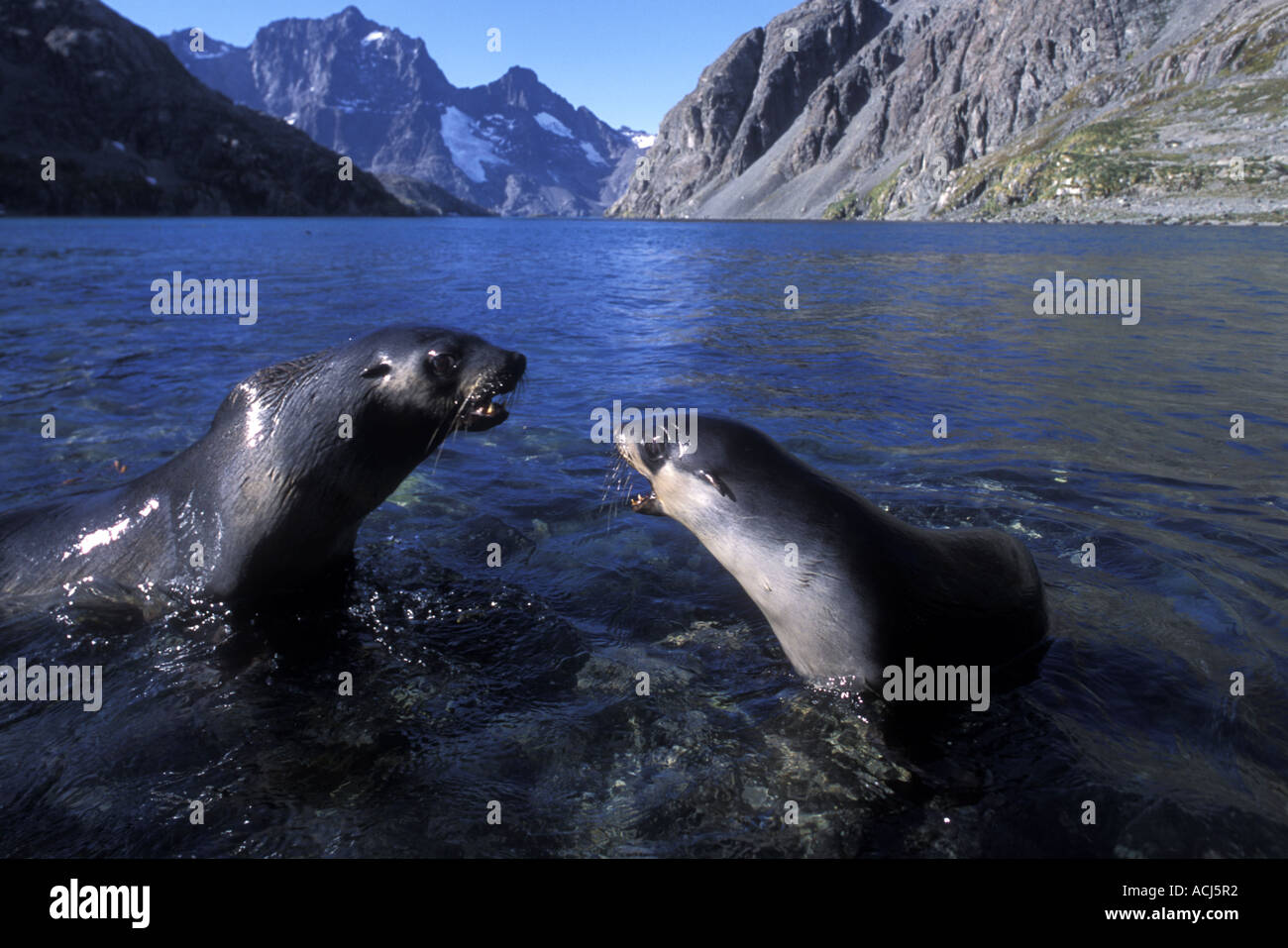 South Georgia Island Antarctic Fur Seals Arctocephalus gazella along ...