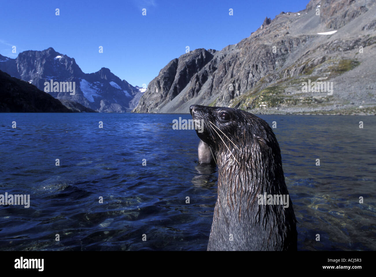 South Georgia Island Antarctic Fur Seal Arctocephalus gazella along ...