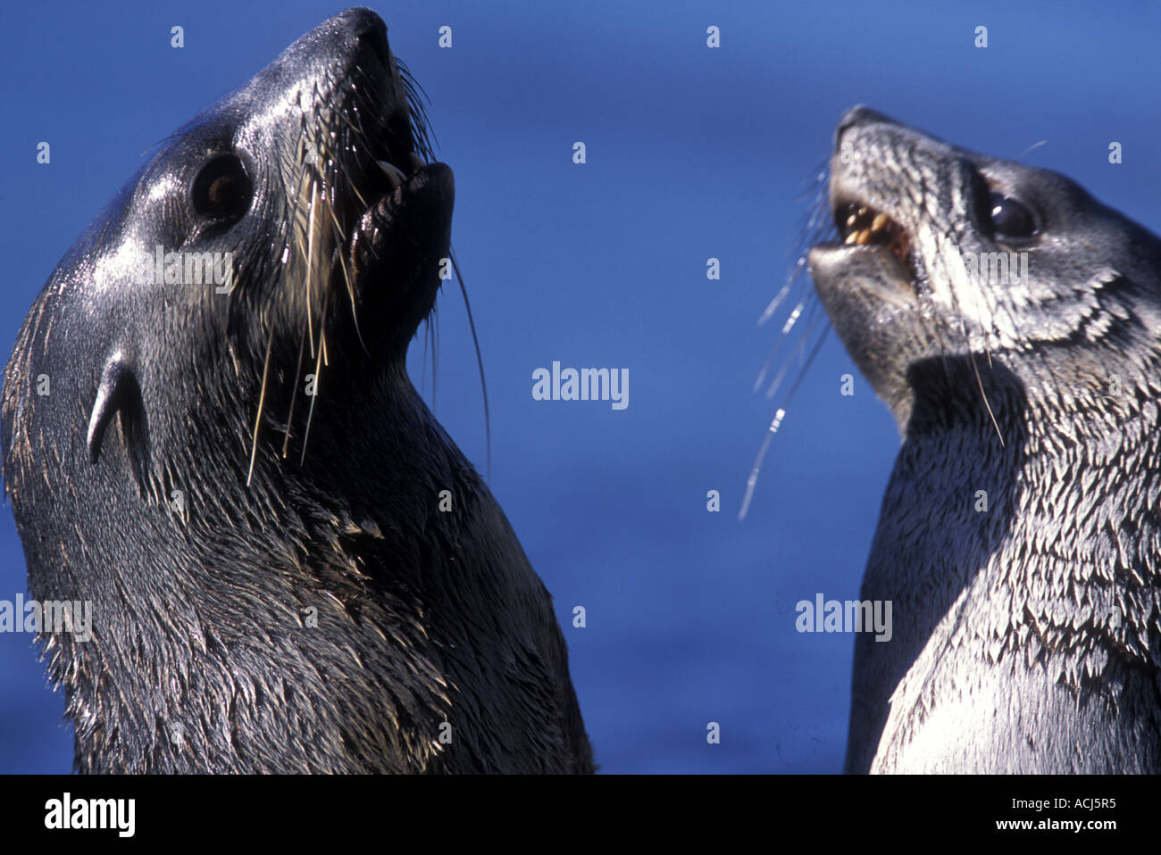 South Georgia Island Antarctic Fur Seals Arctocephalus gazella along ...