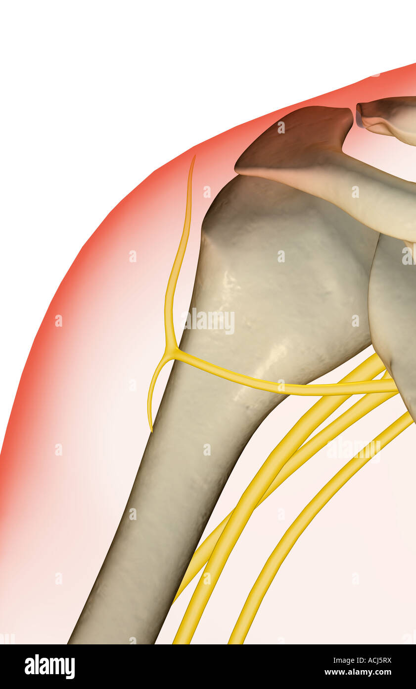 Axillary nerve shoulder hi-res stock photography and images - Alamy