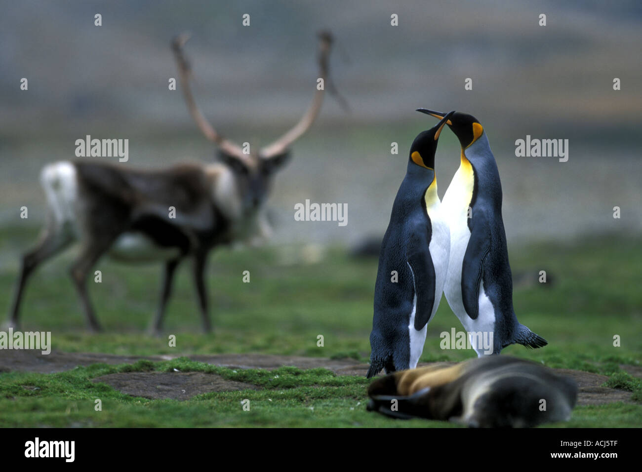South Georgia Island King Penguins Aptenodytes patagonicus by reindeer ...