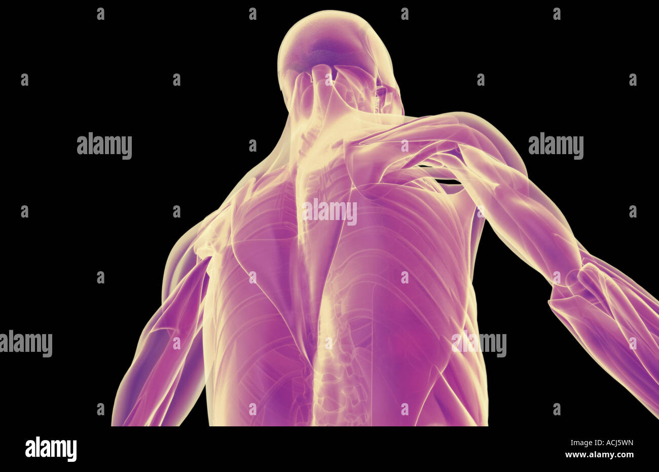 The muscles of the upper body Stock Photo - Alamy