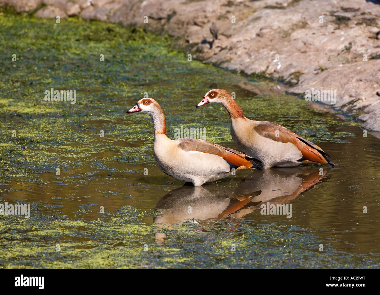 Egyptian geese pair hi-res stock photography and images - Alamy