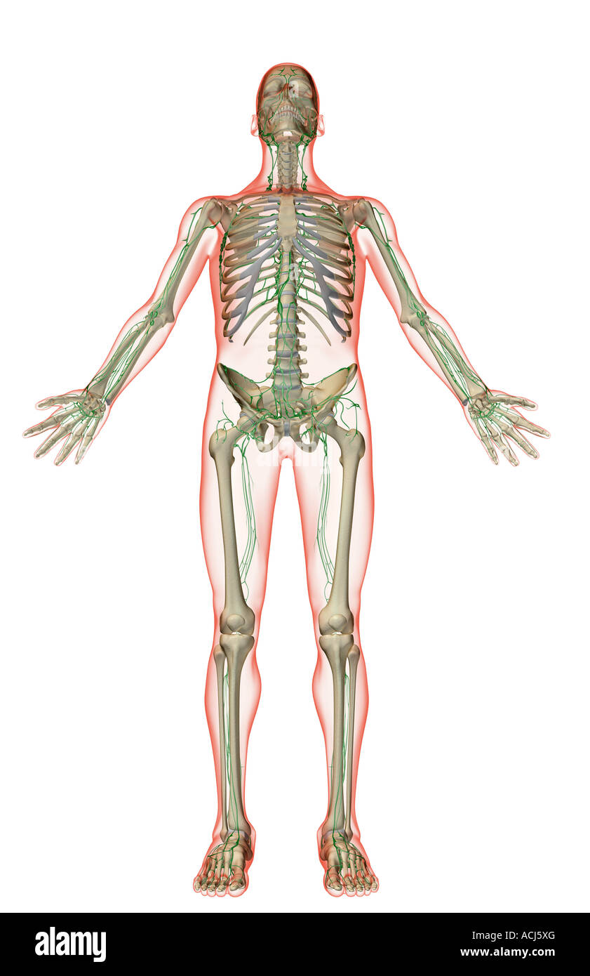 The lymphatic system Stock Photo - Alamy