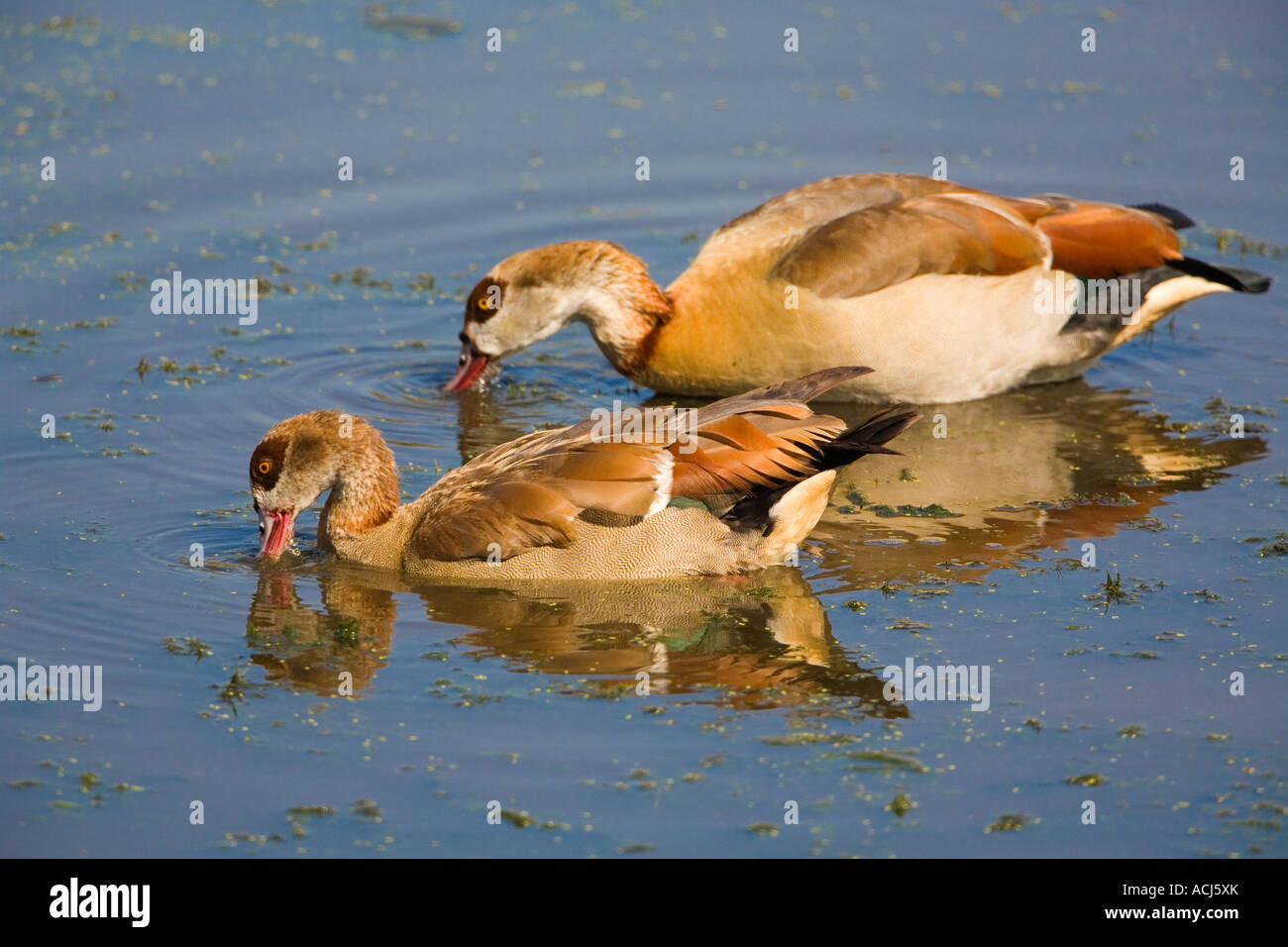 egyptian geese feeding Stock Photo - Alamy