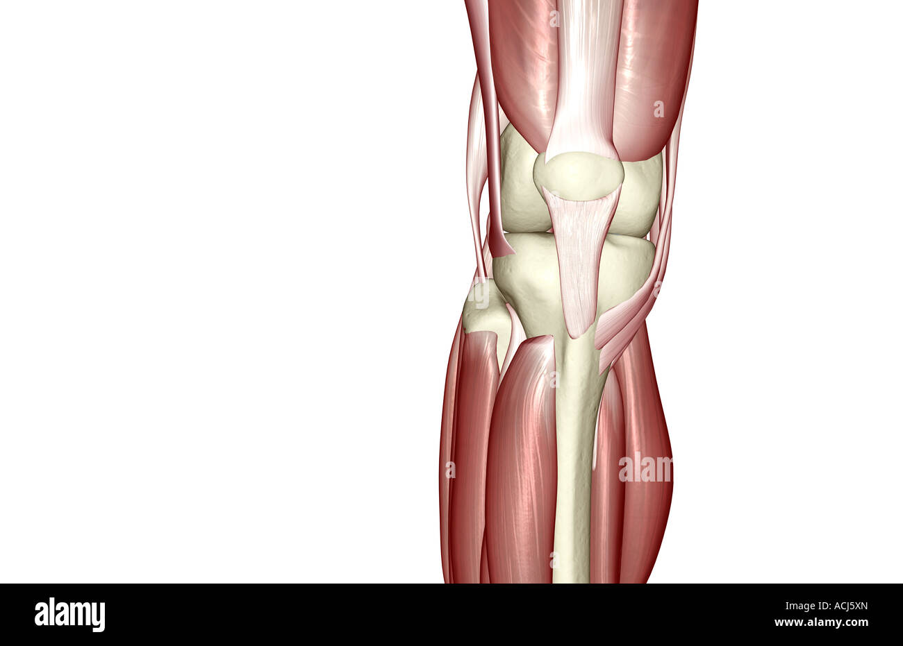 The muscles of the knee Stock Photo - Alamy