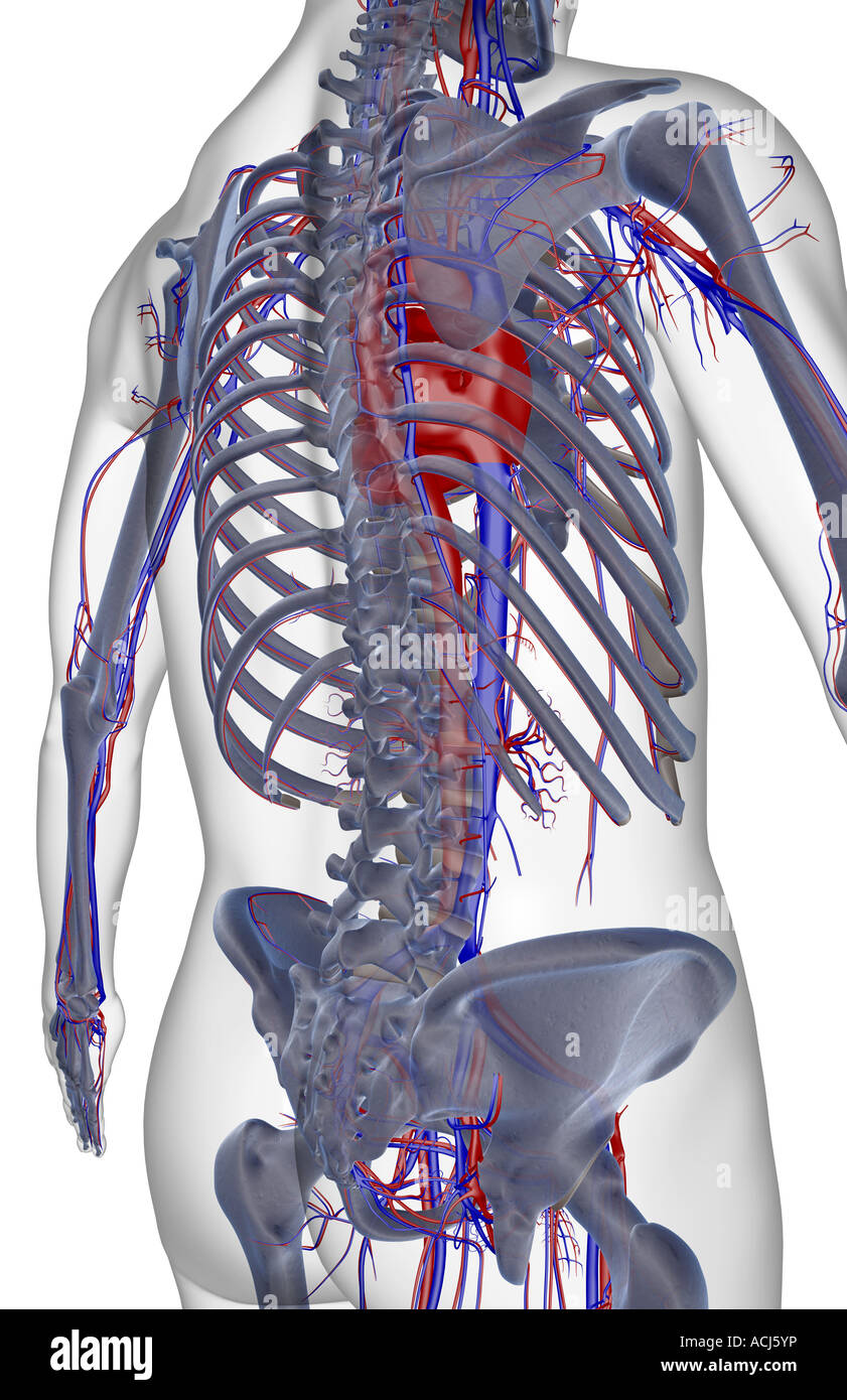 The blood supply of the trunk Stock Photo - Alamy