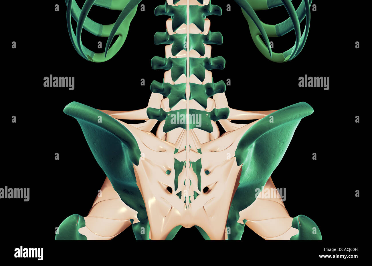 Supraspinal ligament hi-res stock photography and images - Alamy