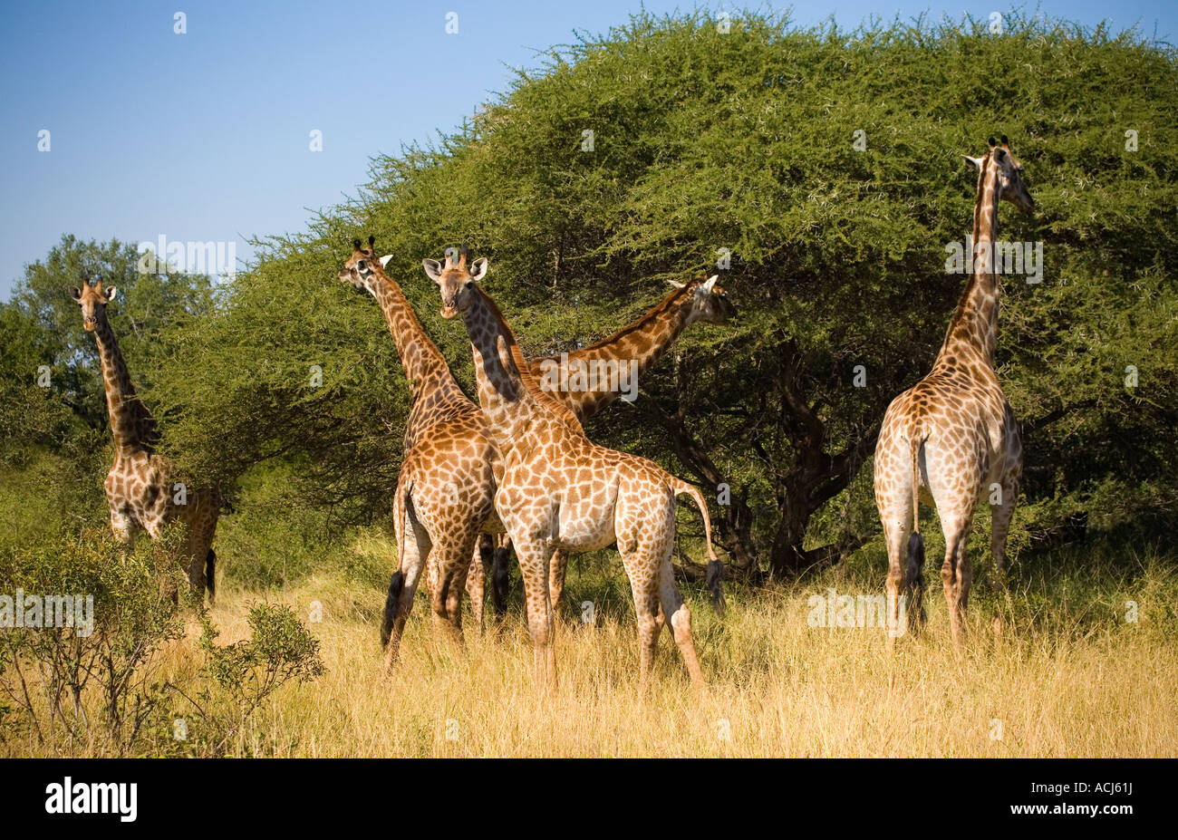 giraffe group feeding Stock Photo - Alamy