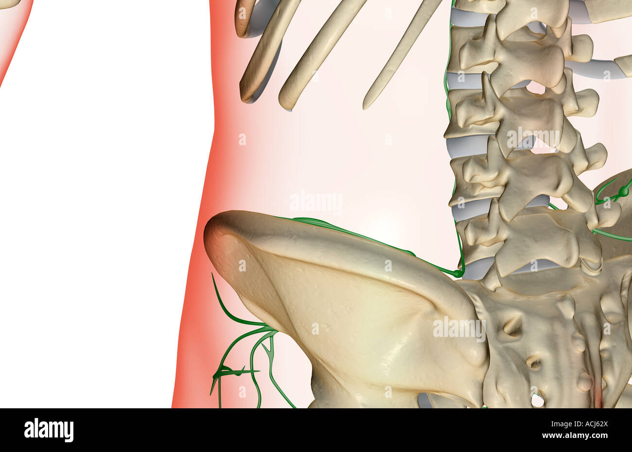 The lymph supply of the lower back Stock Photo - Alamy