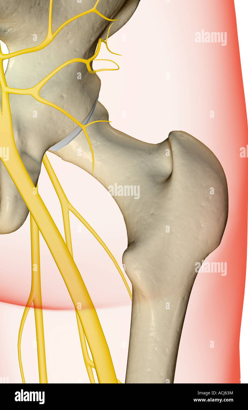 Nerves Hip High Resolution Stock Photography and Images - Alamy