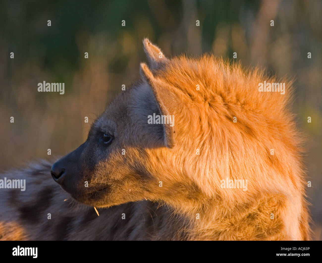 Hayena hi-res stock photography and images - Alamy