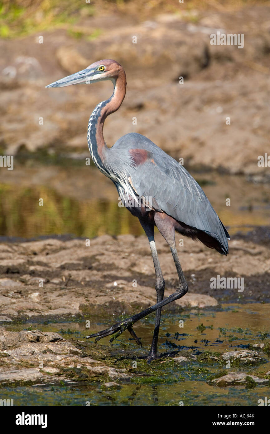 Goliath heron hunting hi-res stock photography and images - Alamy