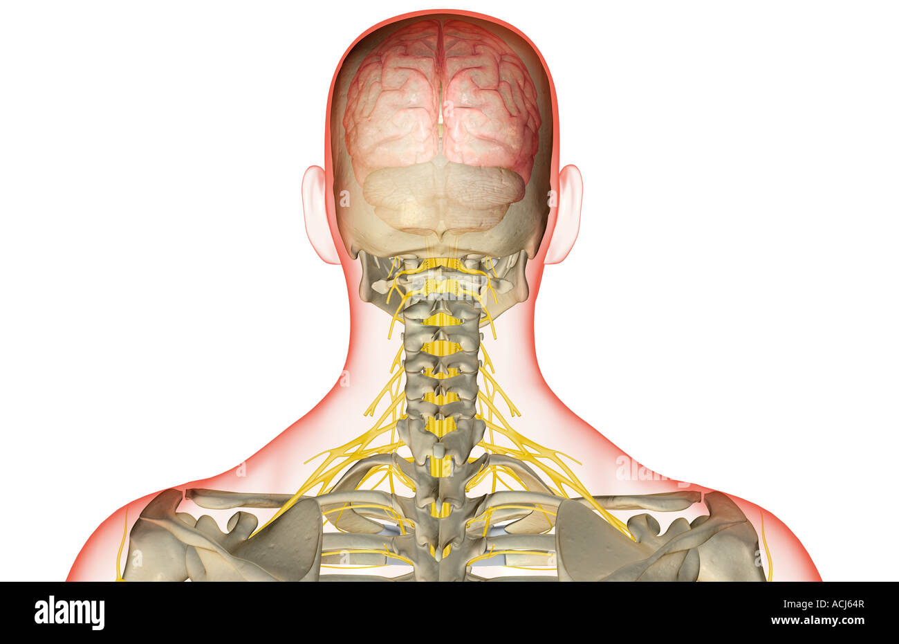 Posterior Neck Nerves