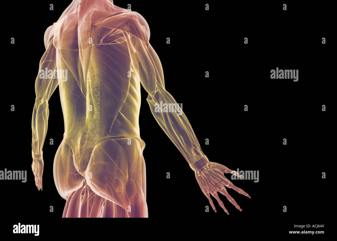 The muscles of the trunk Stock Photo - Alamy