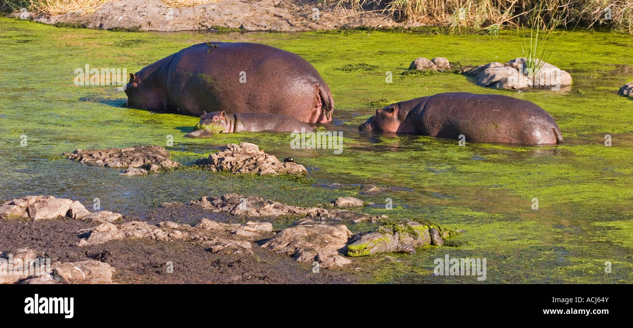 hippos and crocodile in river Stock Photo - Alamy
