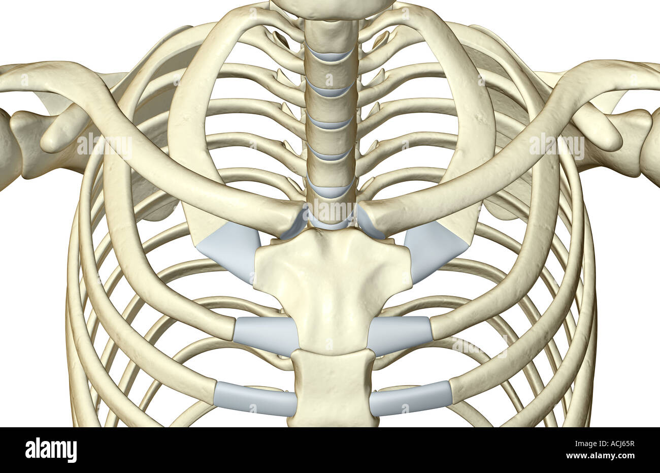 Collar bone hi-res stock photography and images - Alamy