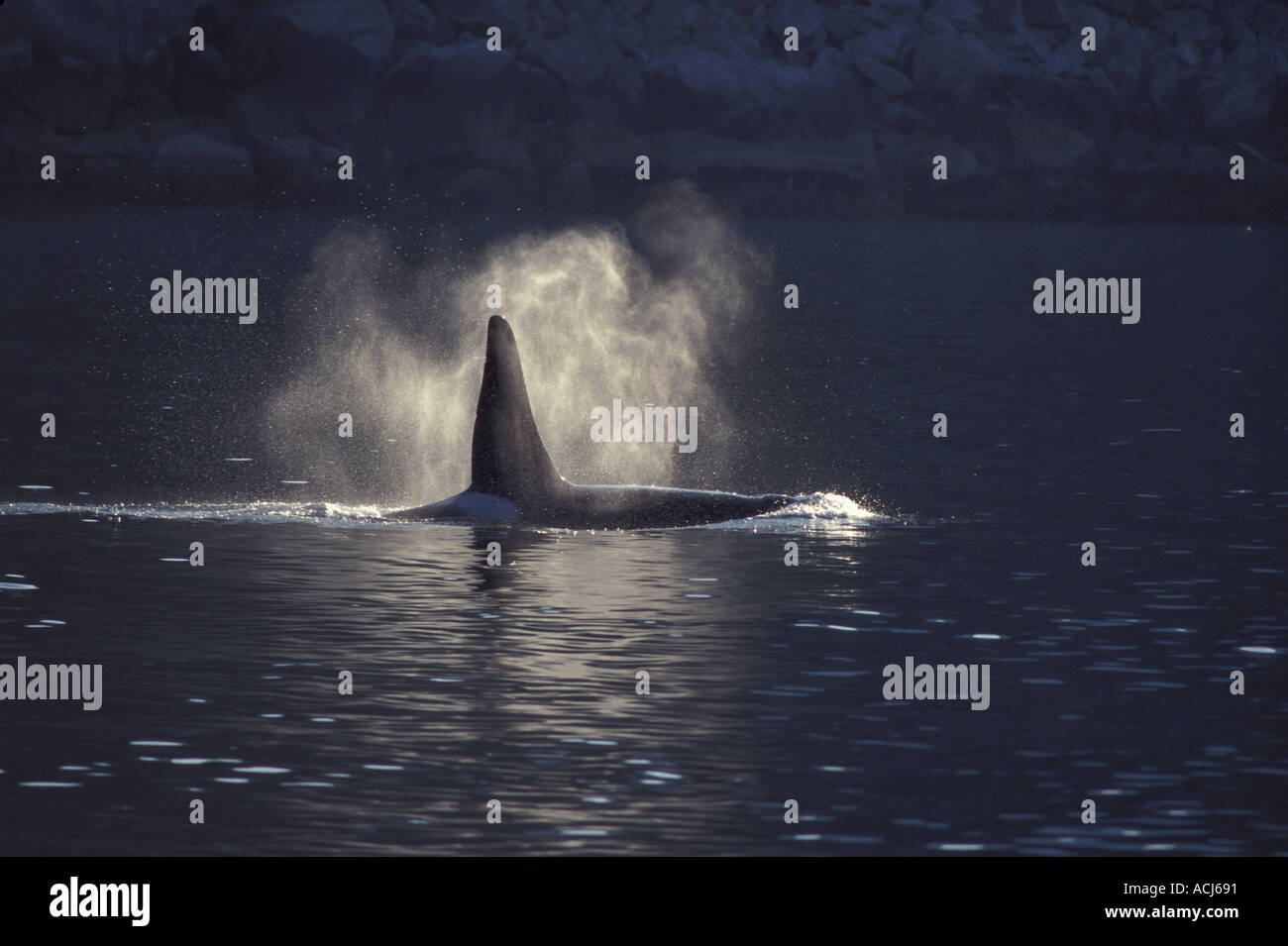 Orca Orcincus orca or Killerwhale surfacing with steaming breth spout ...