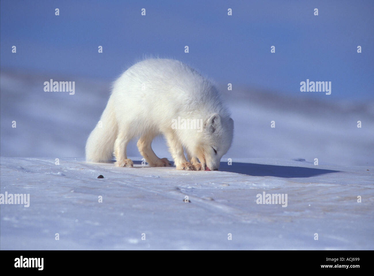 Bering sea animals hi-res stock photography and images - Alamy