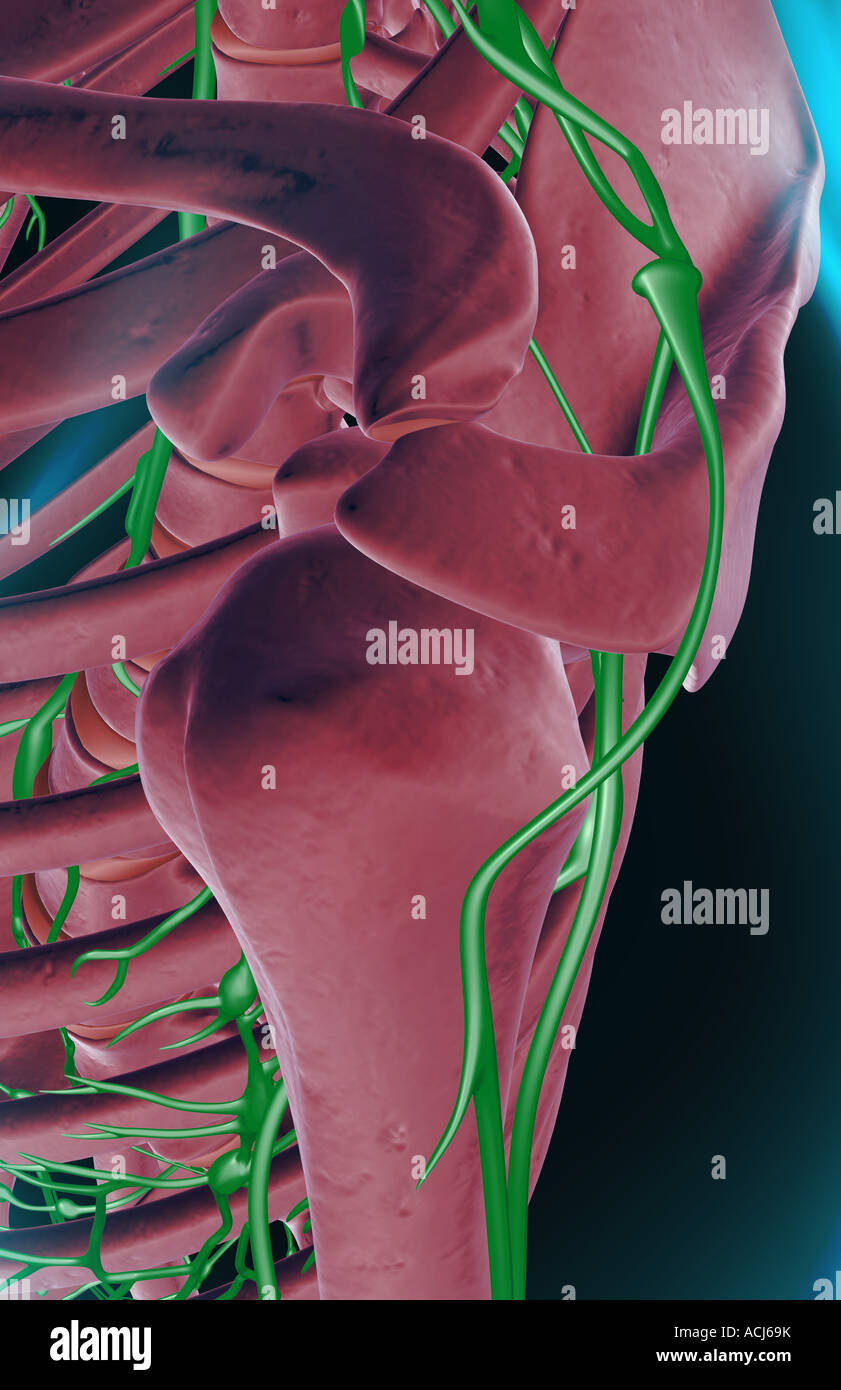 The lymph supply of the shoulder Stock Photo - Alamy