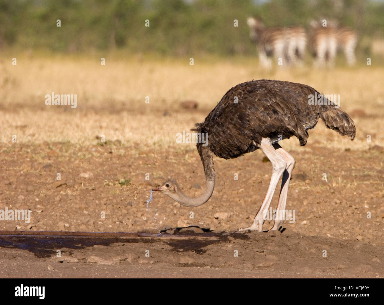Ostrich drinking hi-res stock photography and images - Alamy