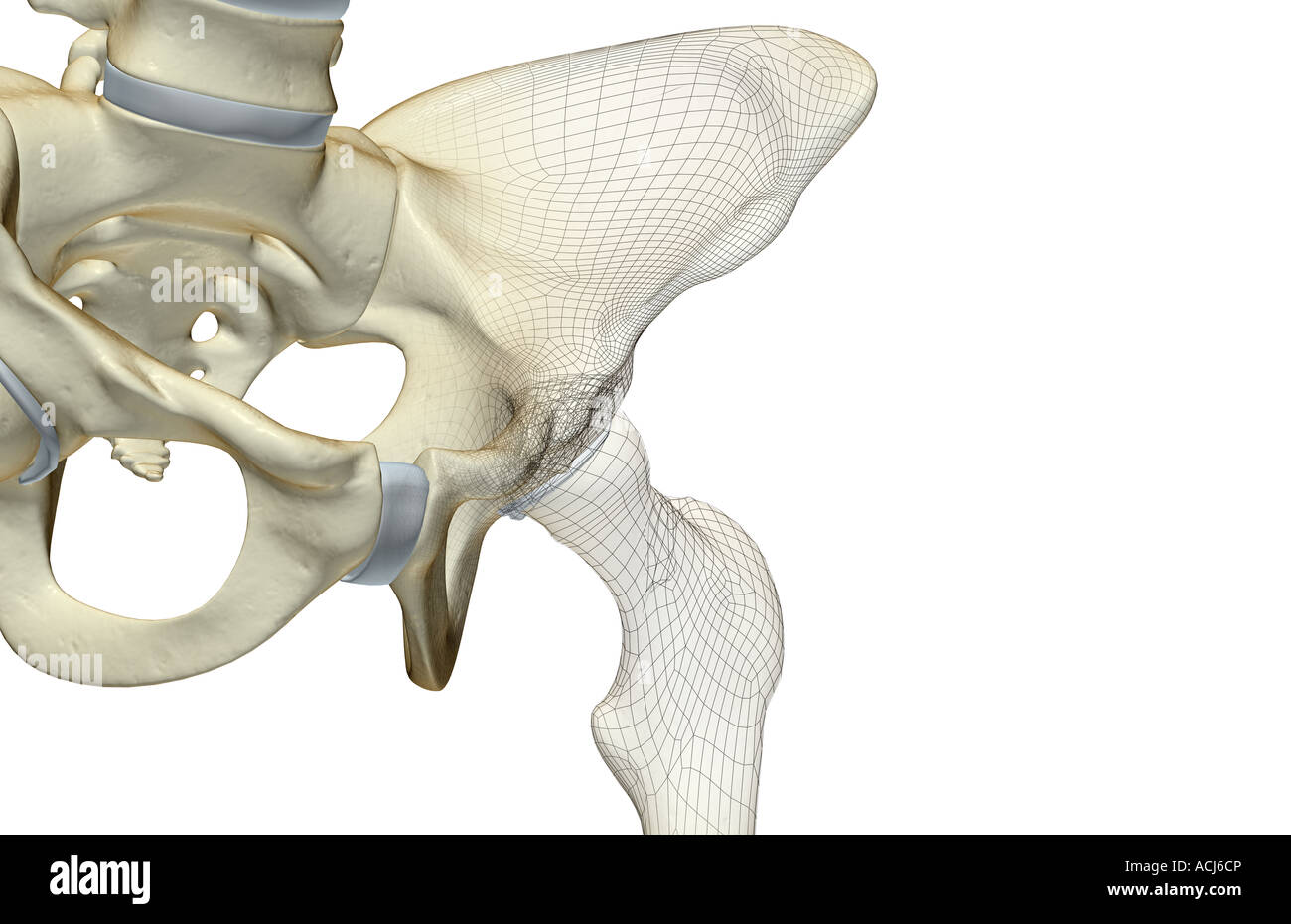 The bones of the hip Stock Photo - Alamy