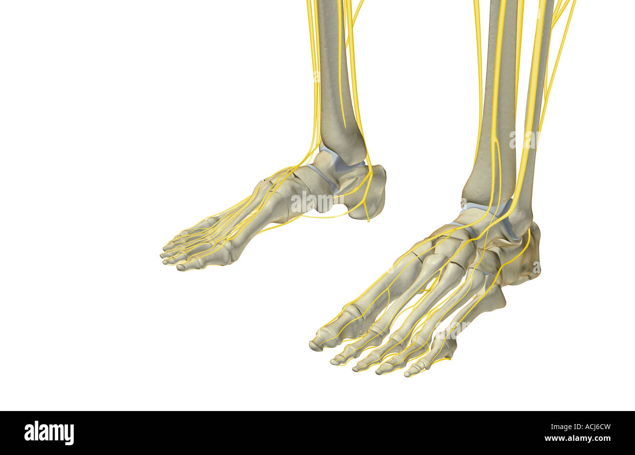 Dorsal digital nerves hi-res stock photography and images - Alamy